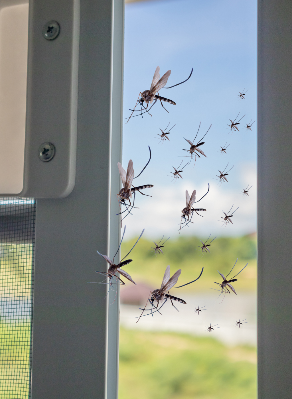 Mosquitoes - Fore Pest Control